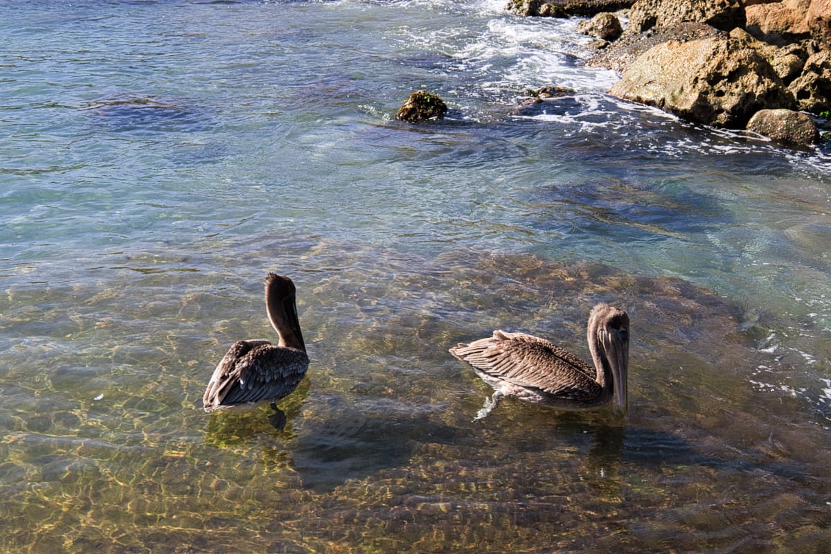 Playa Grandi - Schnorcheln mit Schildkröten - Curacao Urlaub 2026 ...