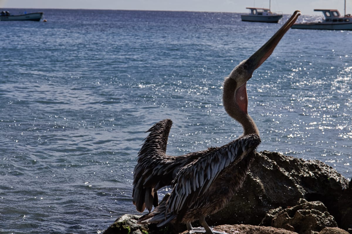 Playa Grandi - Schnorcheln mit Schildkröten - Curacao Urlaub 2026 ...