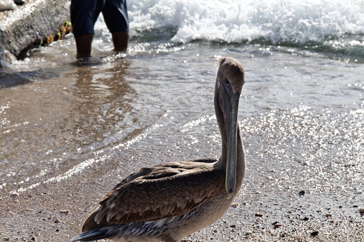 Playa Grandi - Schnorcheln mit Schildkröten - Curacao Urlaub 2026 ...