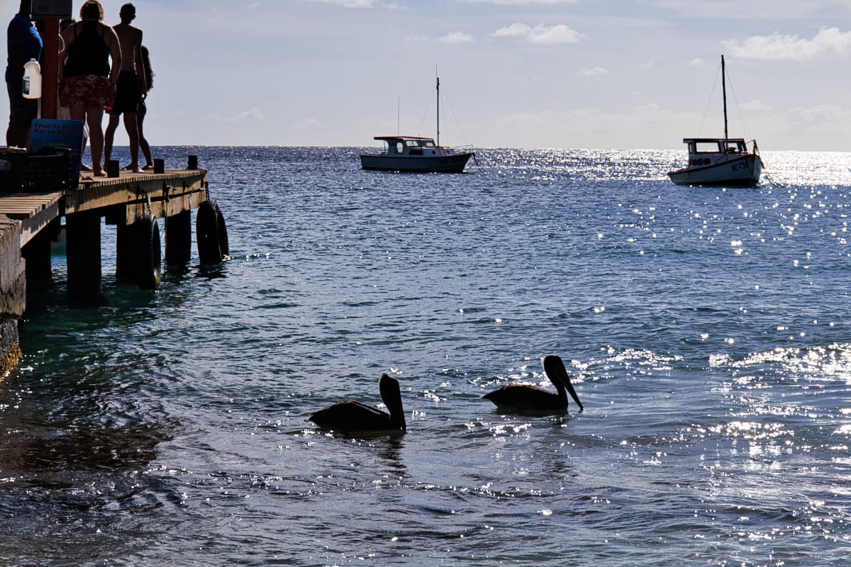 Playa Grandi - Schnorcheln mit Schildkröten - Curacao Urlaub 2026 ...